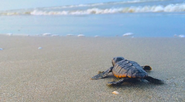 Wildlife Spotlight: Loggerhead Turtles on Seabrook