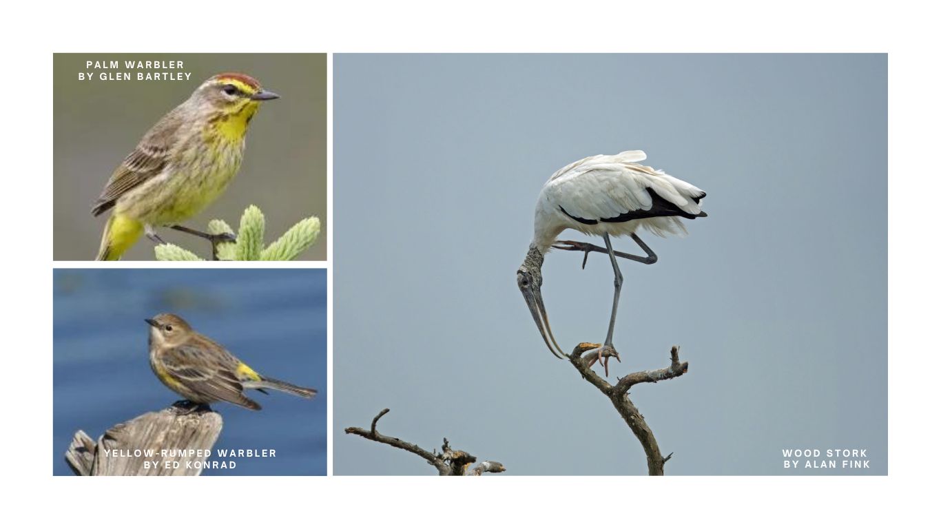 Seabrook Island Birders Share Their Unique View